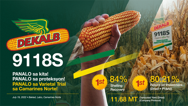 Corn farmer association in Camarines Norte hails DEKALB® 9118S as top ...