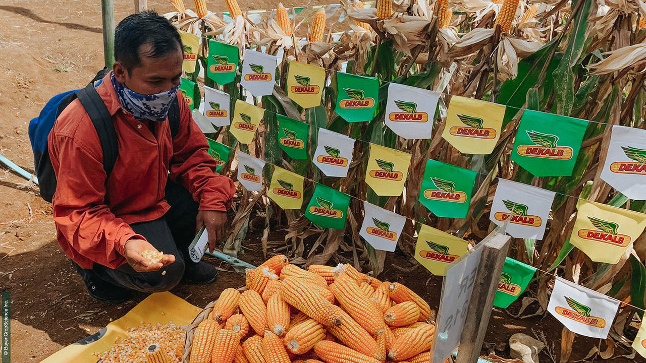 Bayer comes out superior with a 12.36 metric tons (MT) per hectare ...